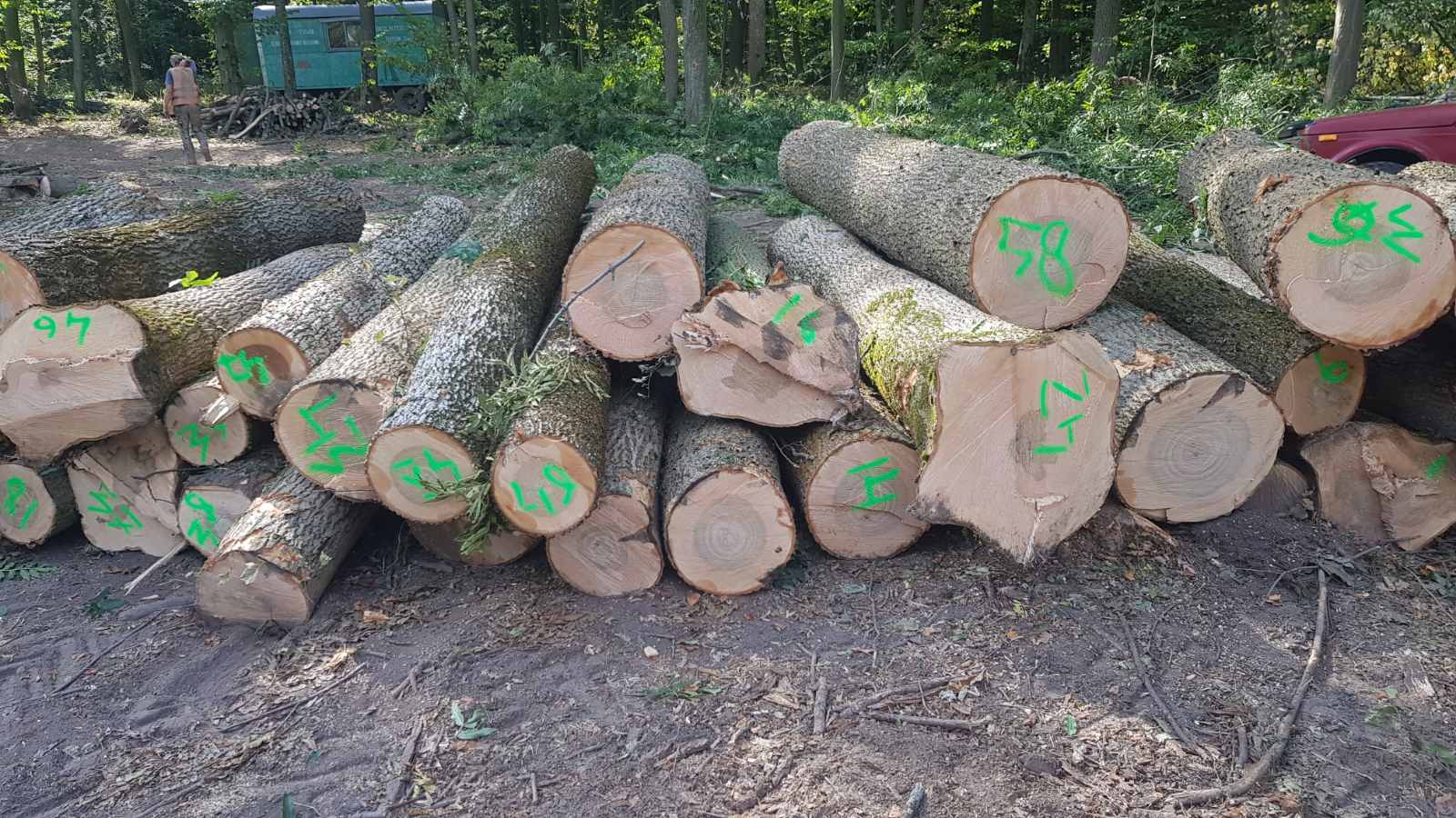 Ash - Logs - Timberlink VN